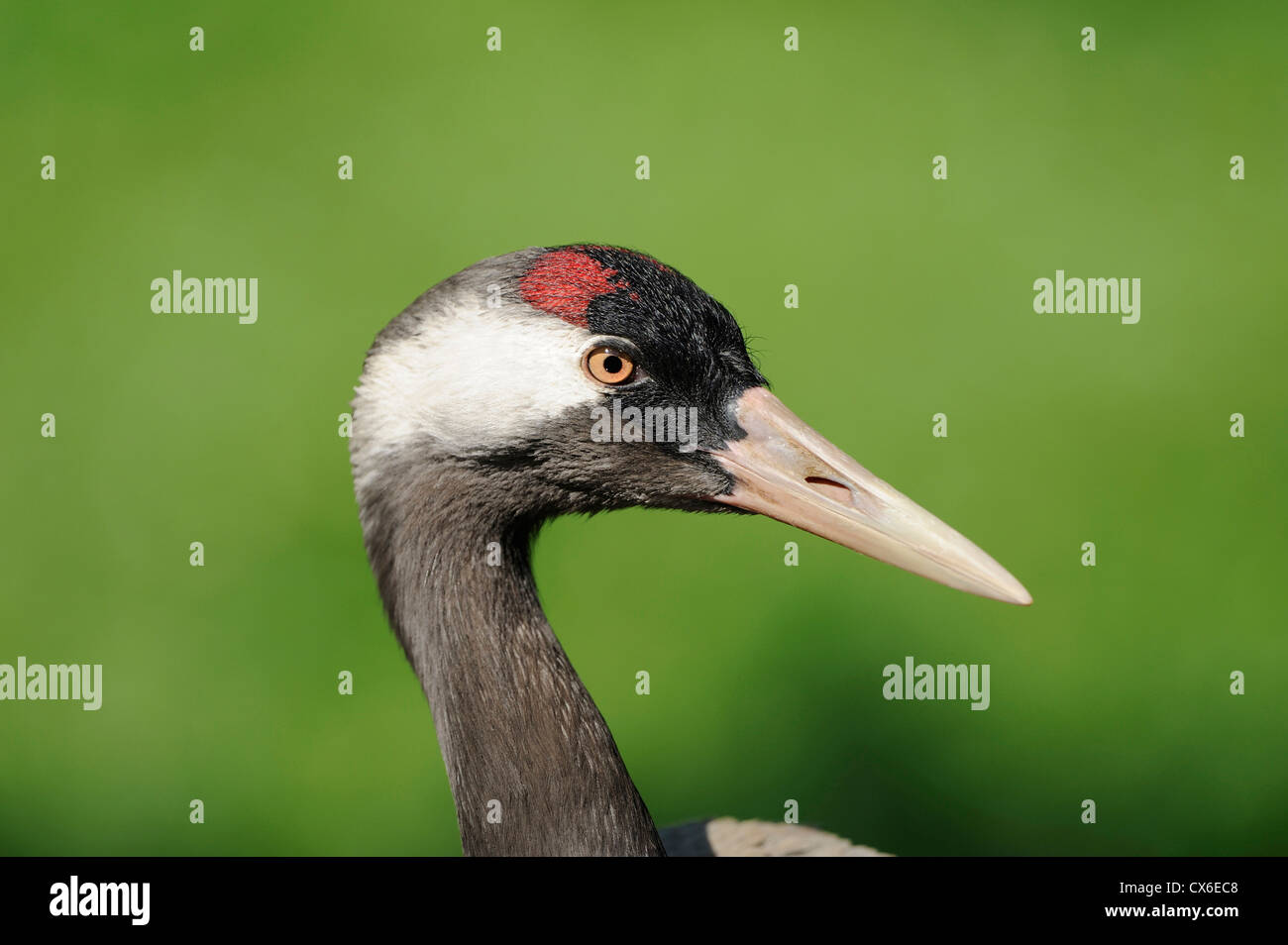 The common crane hi-res stock photography and images - Alamy
