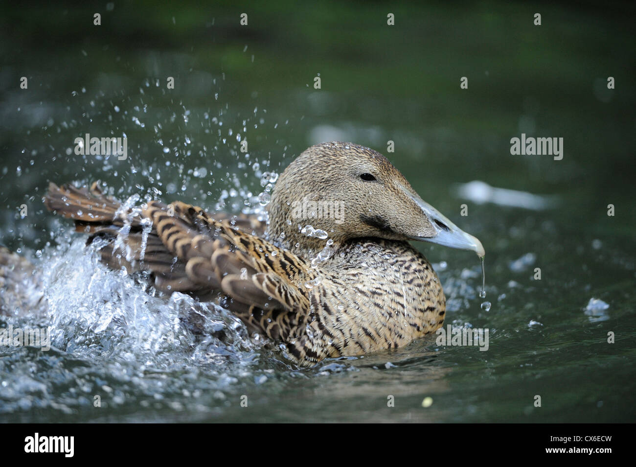 common eider duck Stock Photo - Alamy