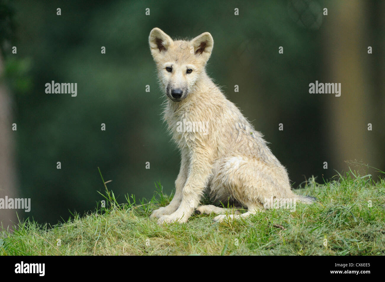 Arctic wolf babies hi-res stock photography and images - Alamy