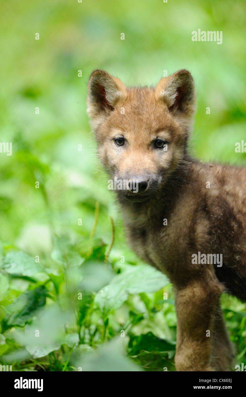 Greywolves hi-res stock photography and images - Alamy