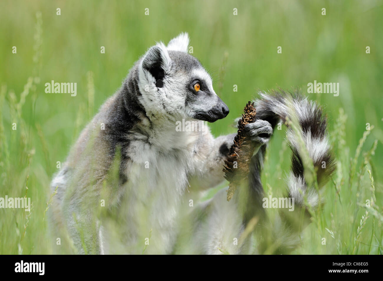Lemur side profile hi-res stock photography and images - Alamy