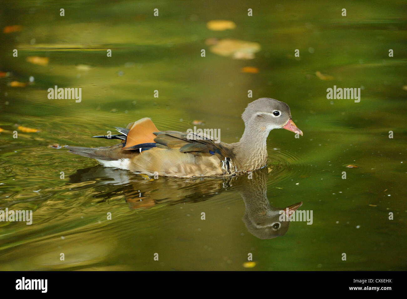 Landscape format of mandarin duck hi-res stock photography and images ...