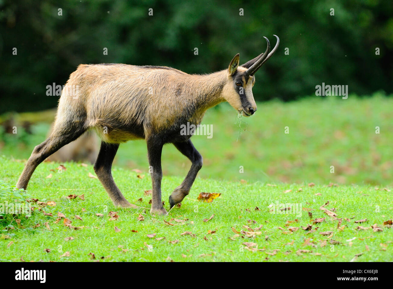 Pyrenean chamois hi-res stock photography and images - Alamy