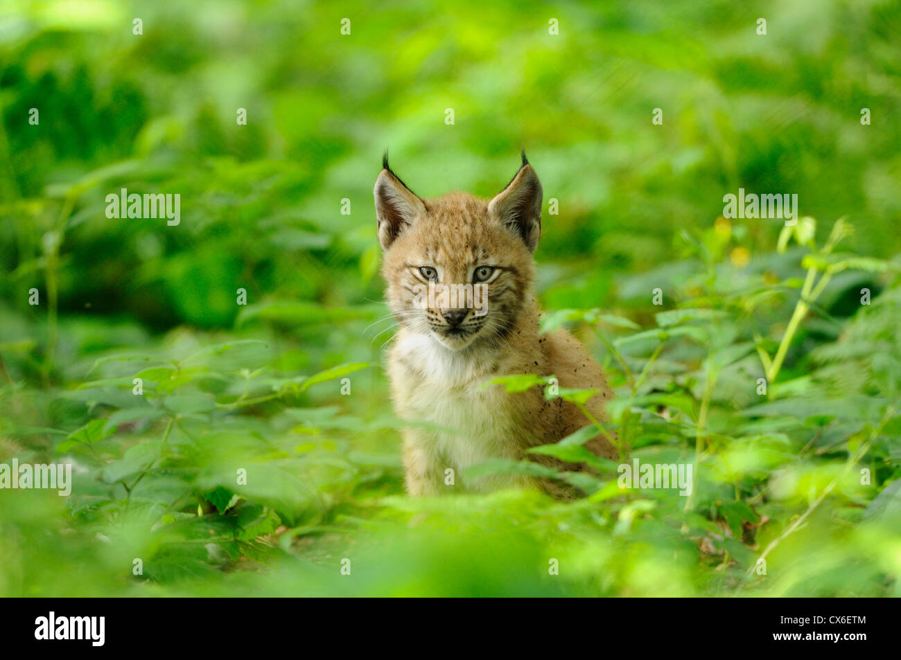 Meadow eurasian lynxes lynx hi-res stock photography and images - Alamy