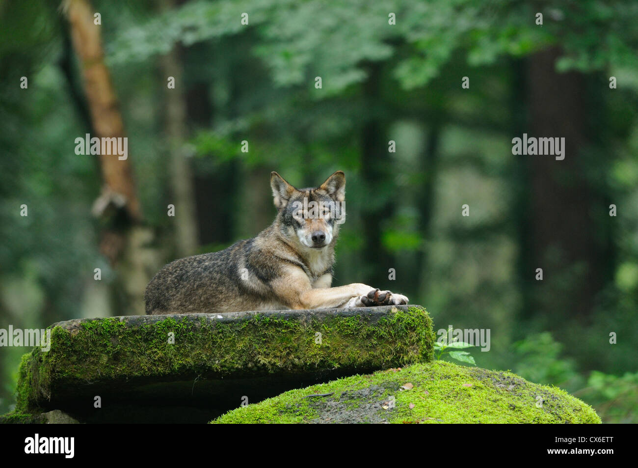 Greywolves hi-res stock photography and images - Alamy