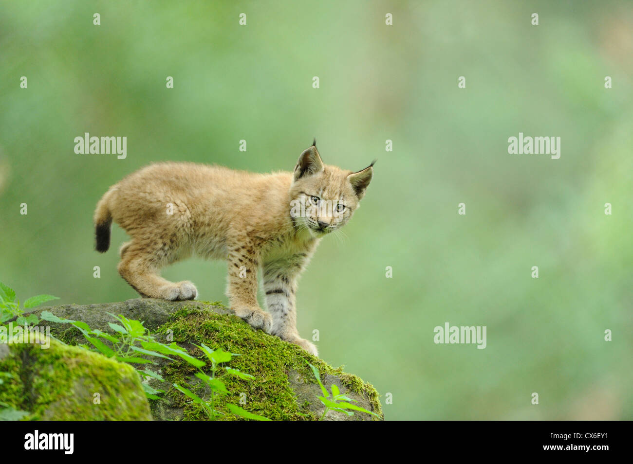 Baby lynx on rock hi-res stock photography and images - Alamy