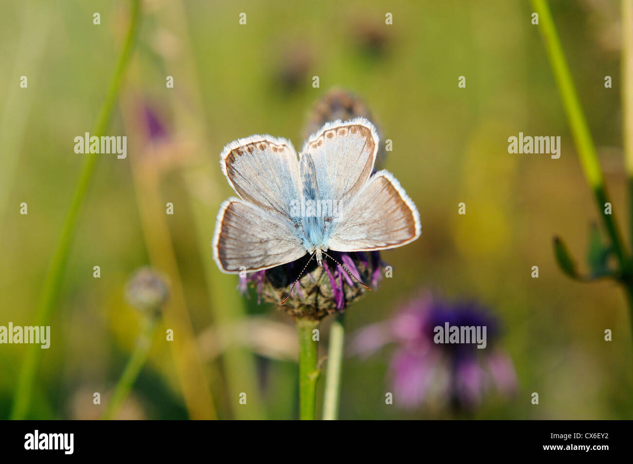 common blue butterfly Stock Photo - Alamy
