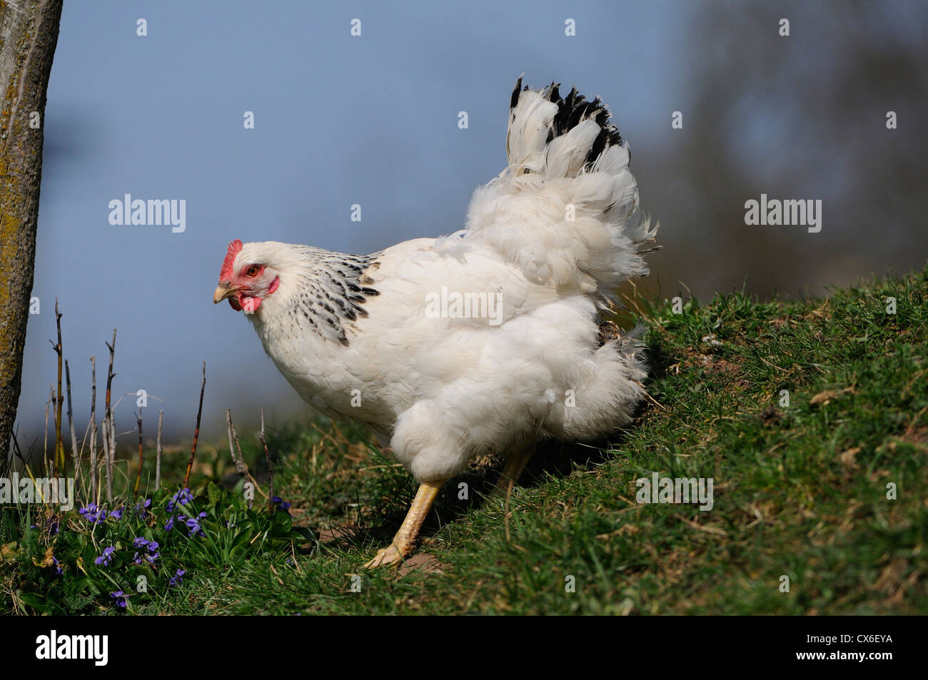 Chickens walks hi-res stock photography and images - Alamy
