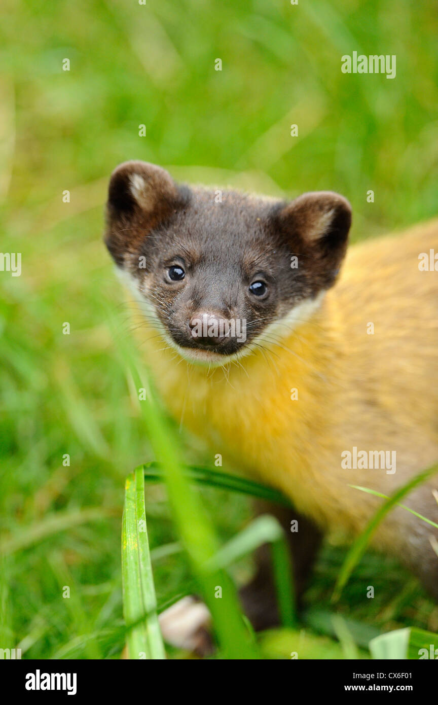 Marten head hi-res stock photography and images - Alamy