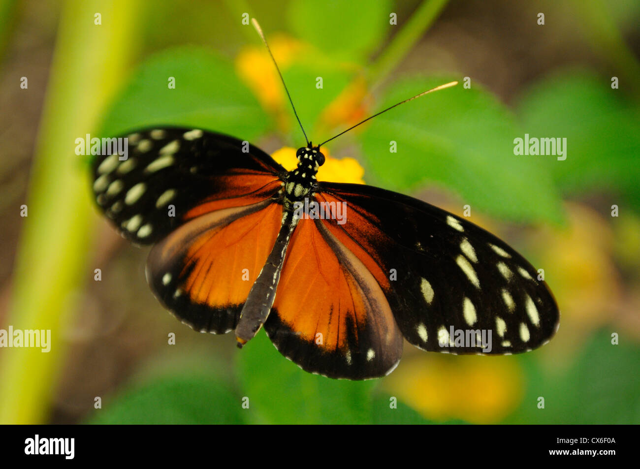 Tiger longwings hi-res stock photography and images - Alamy