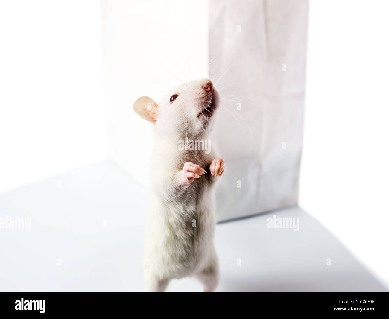 Rat pack hi-res stock photography and images - Alamy