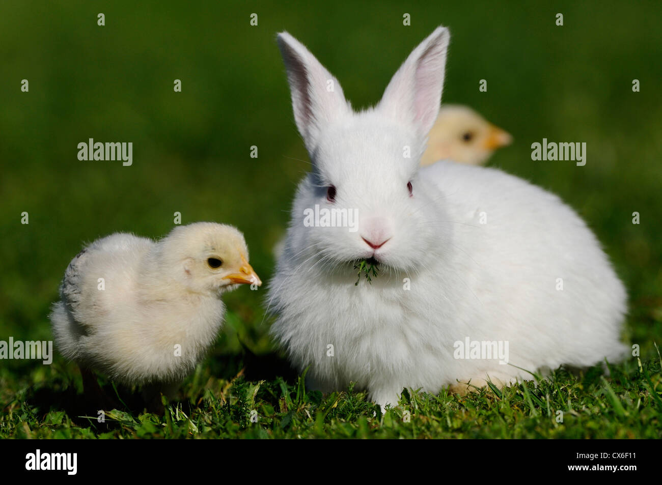 chick and rabbit Stock Photo - Alamy