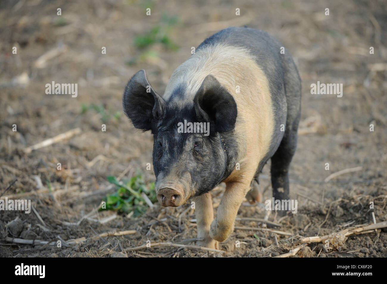 Solo pig hi-res stock photography and images - Alamy