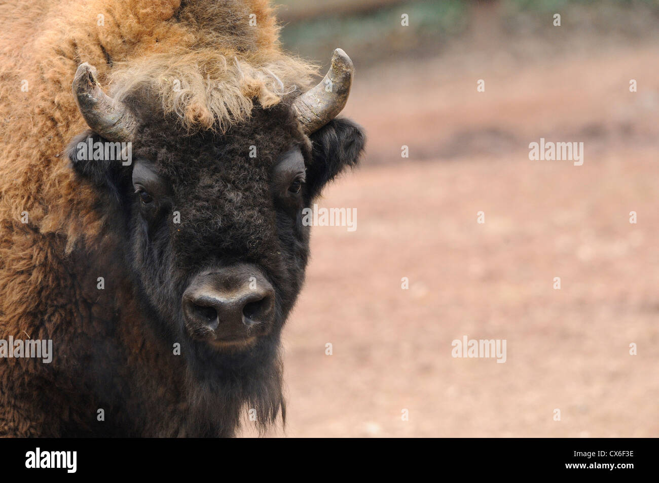 Bison head hi-res stock photography and images - Alamy