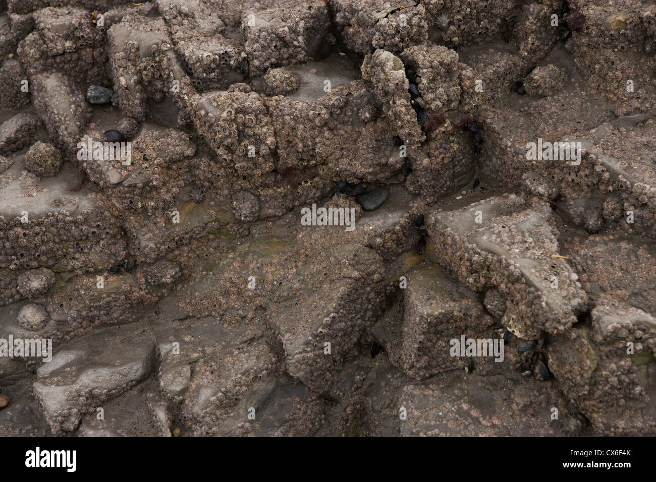Seabed texture hi-res stock photography and images - Alamy