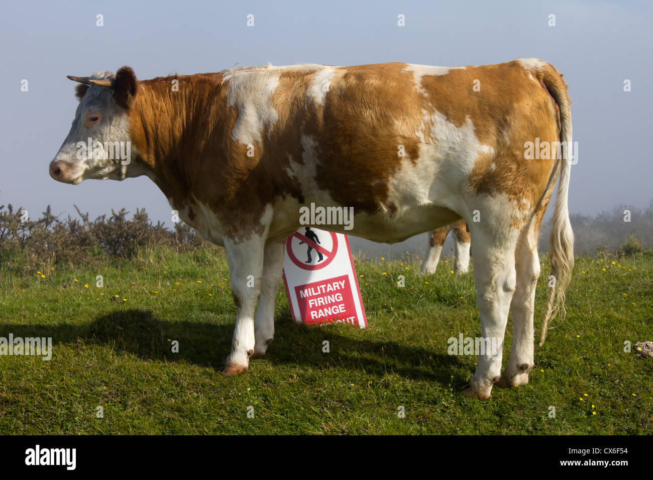 cow by military army range warning signpost coastal walk lulworth to ...