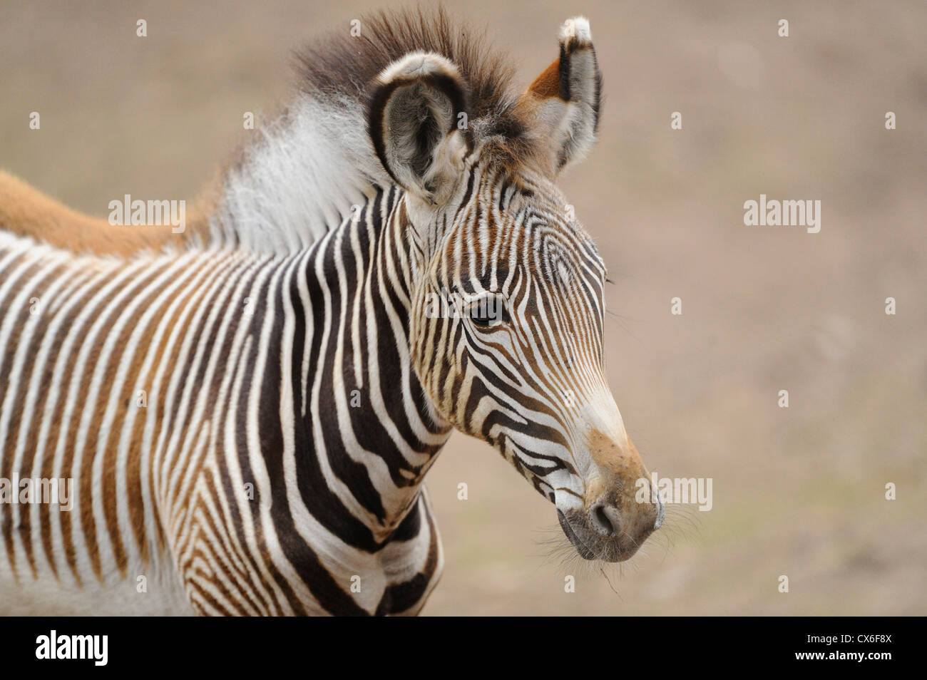 Adult zebra and foal zoo hi-res stock photography and images - Alamy