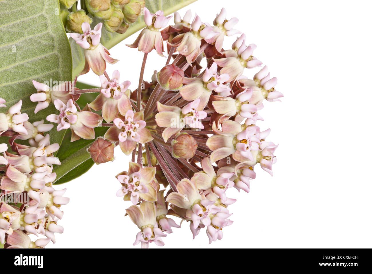 Asclepias milkweed hi-res stock photography and images - Alamy