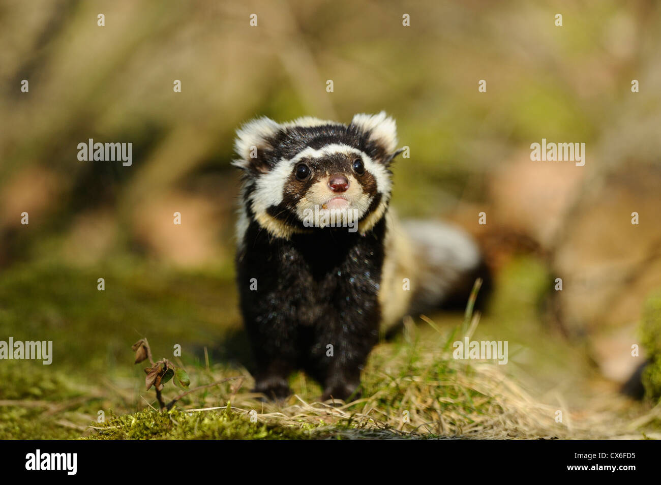 Polecat prey hi-res stock photography and images - Alamy