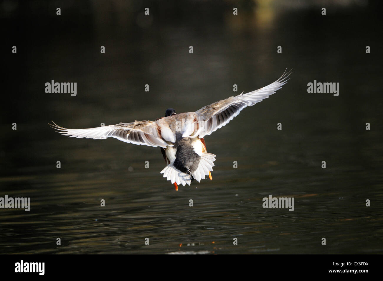 Mallard rear view hi-res stock photography and images - Alamy