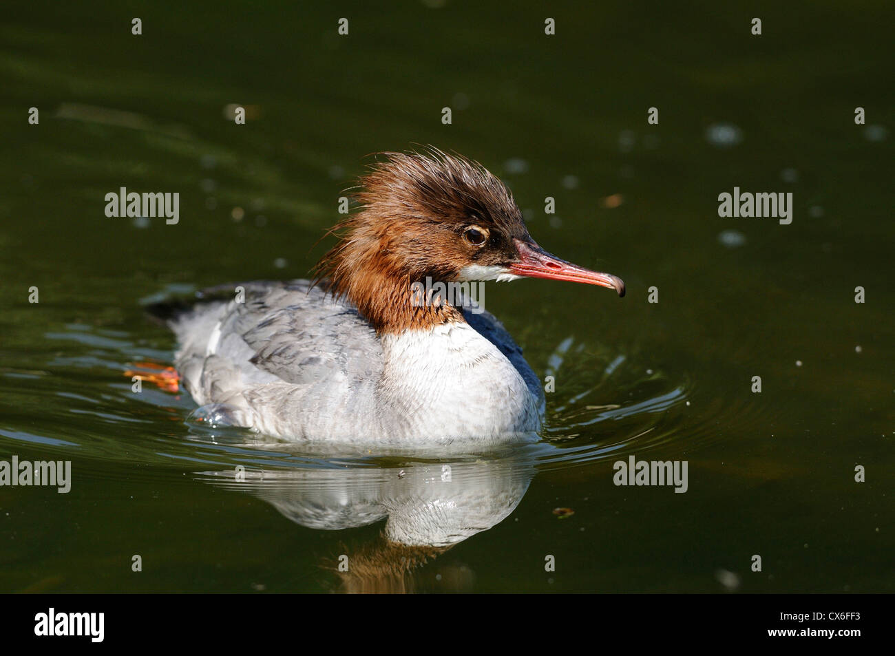 Goosanders hi-res stock photography and images - Alamy