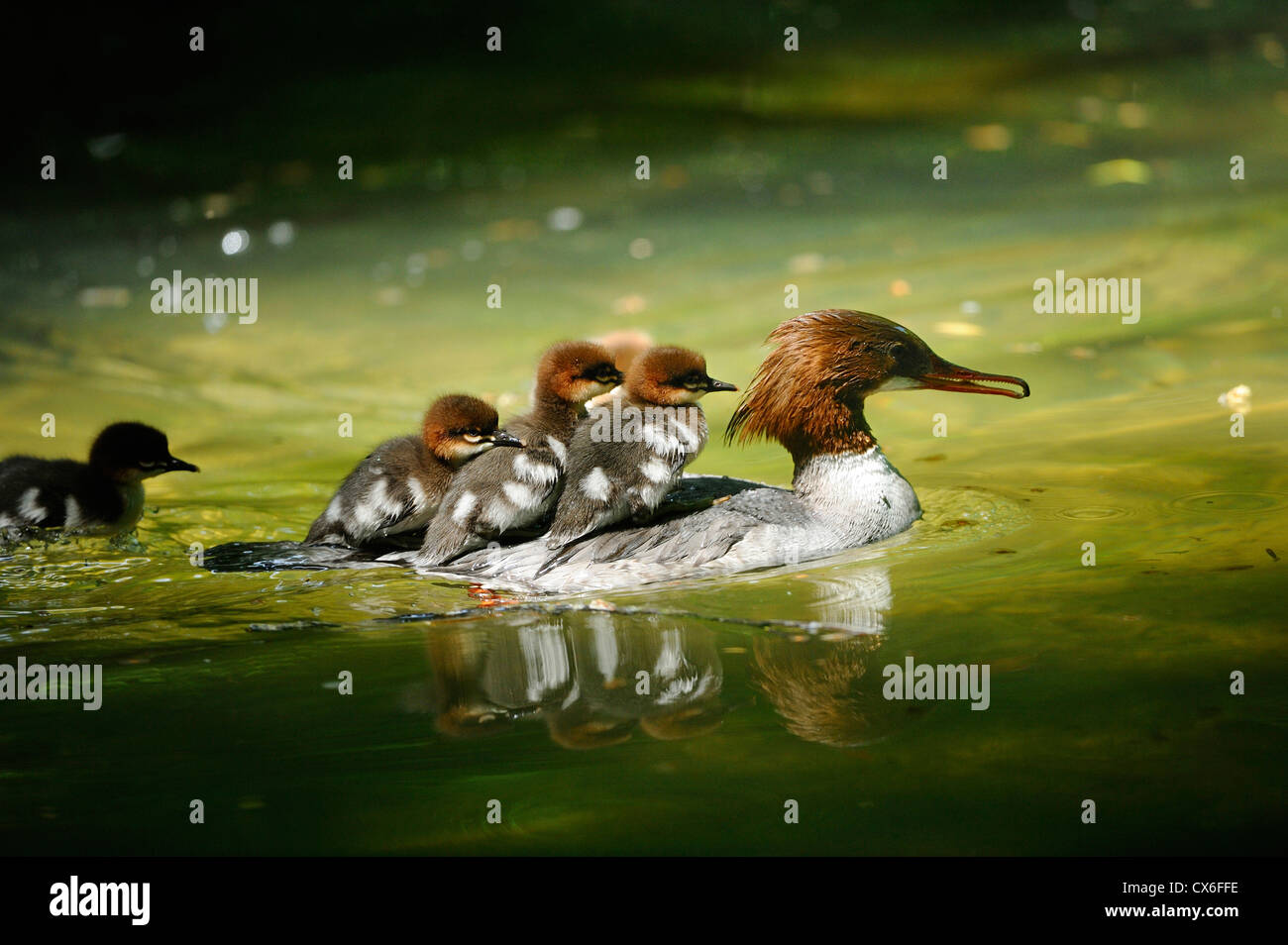 Goosander ducklings hi-res stock photography and images - Alamy
