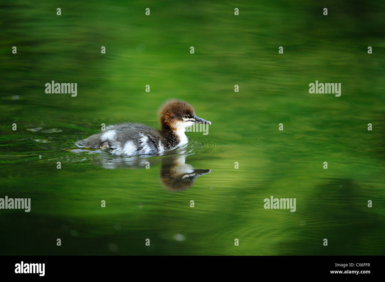 Juvenile goosander hi-res stock photography and images - Alamy