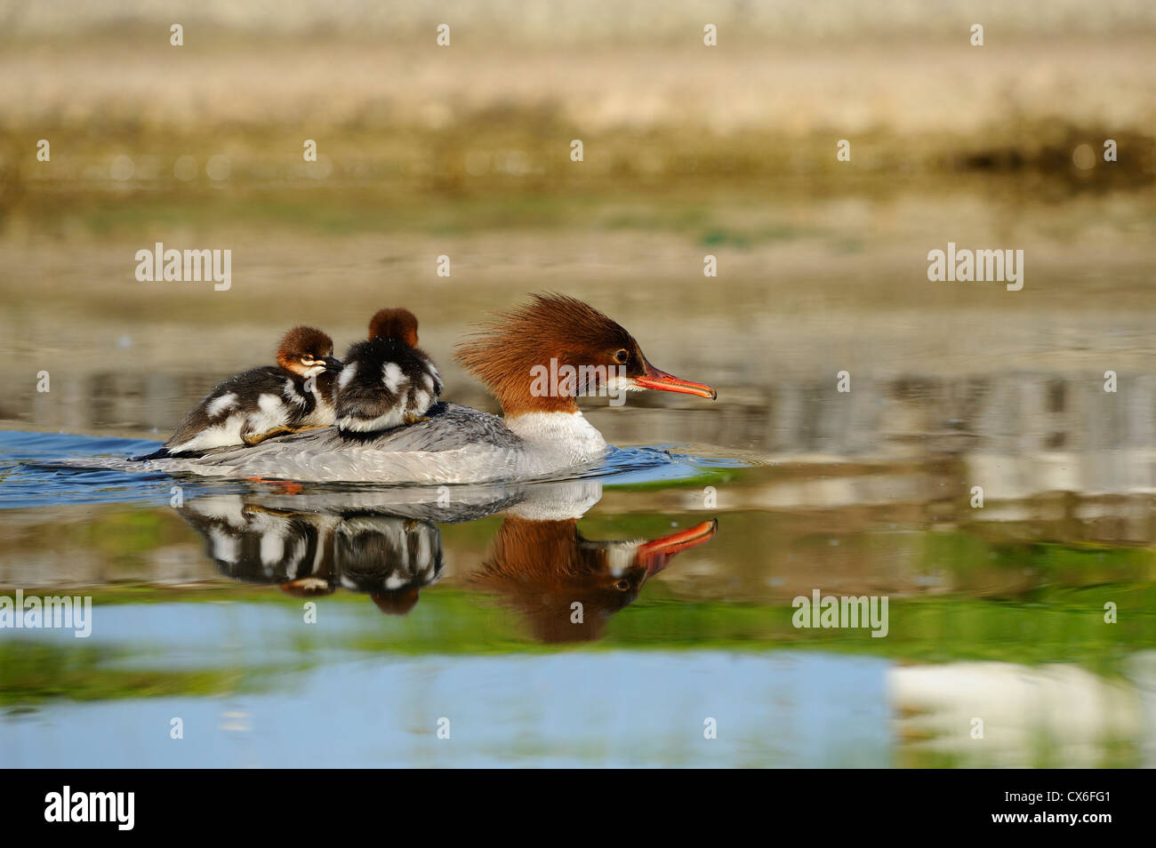 Goosander chick hi-res stock photography and images - Alamy