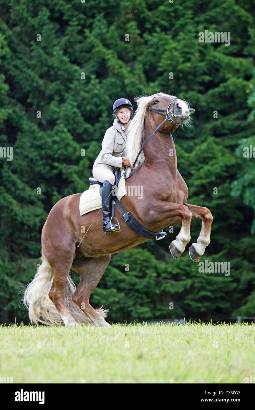 Noriker horse norico pinzgauer hi-res stock photography and images - Alamy