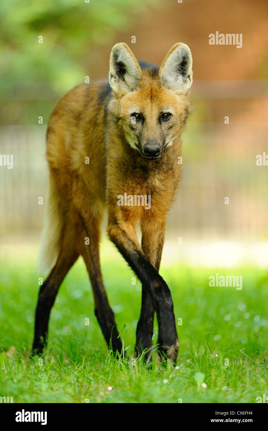 Maned wolf walking hi-res stock photography and images - Alamy
