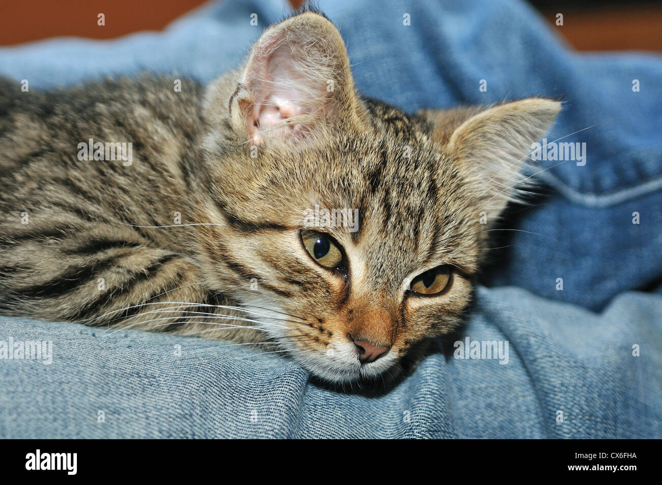 Domestic Cat lying on a pair of jeans Stock Photo - Alamy