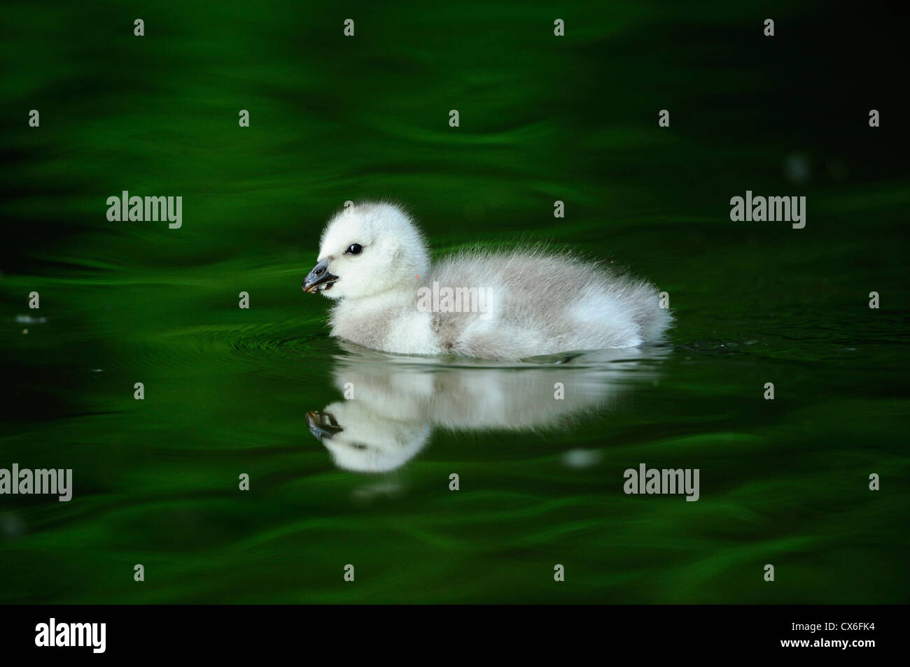 Barnacle goose baby bird hi-res stock photography and images - Alamy