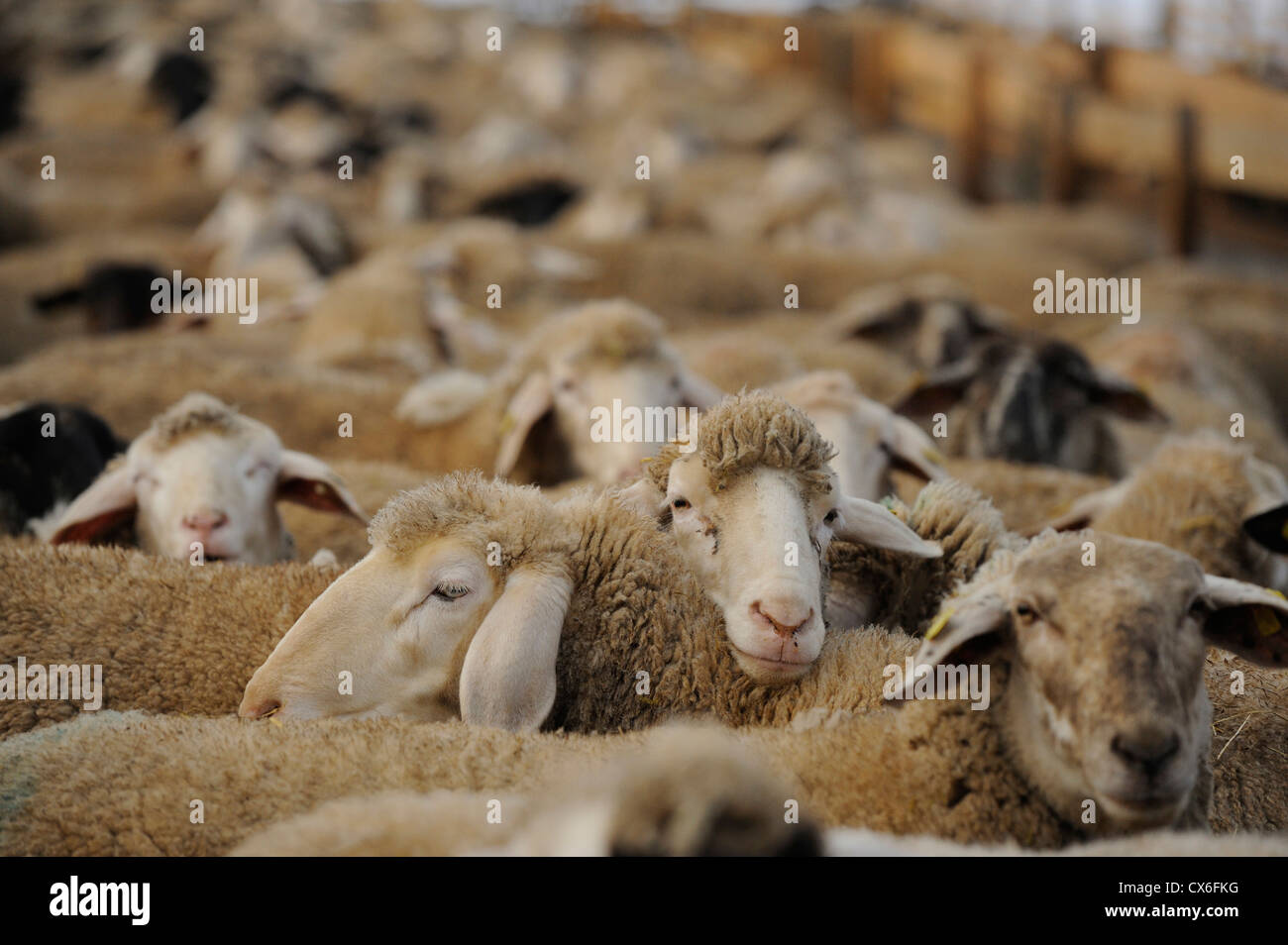 Sheep stables hi-res stock photography and images - Alamy