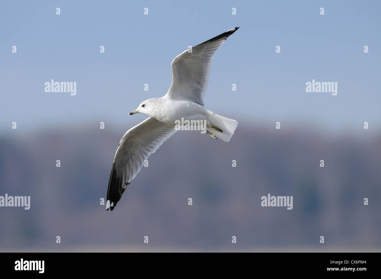 Herring gull flying landscape format hi-res stock photography and ...