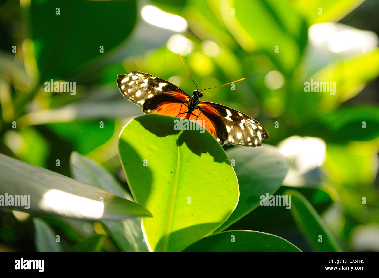 Tiger longwings hi-res stock photography and images - Alamy