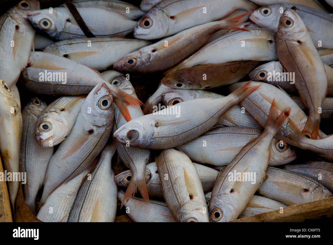 Fish with orange tail Stock Photo - Alamy