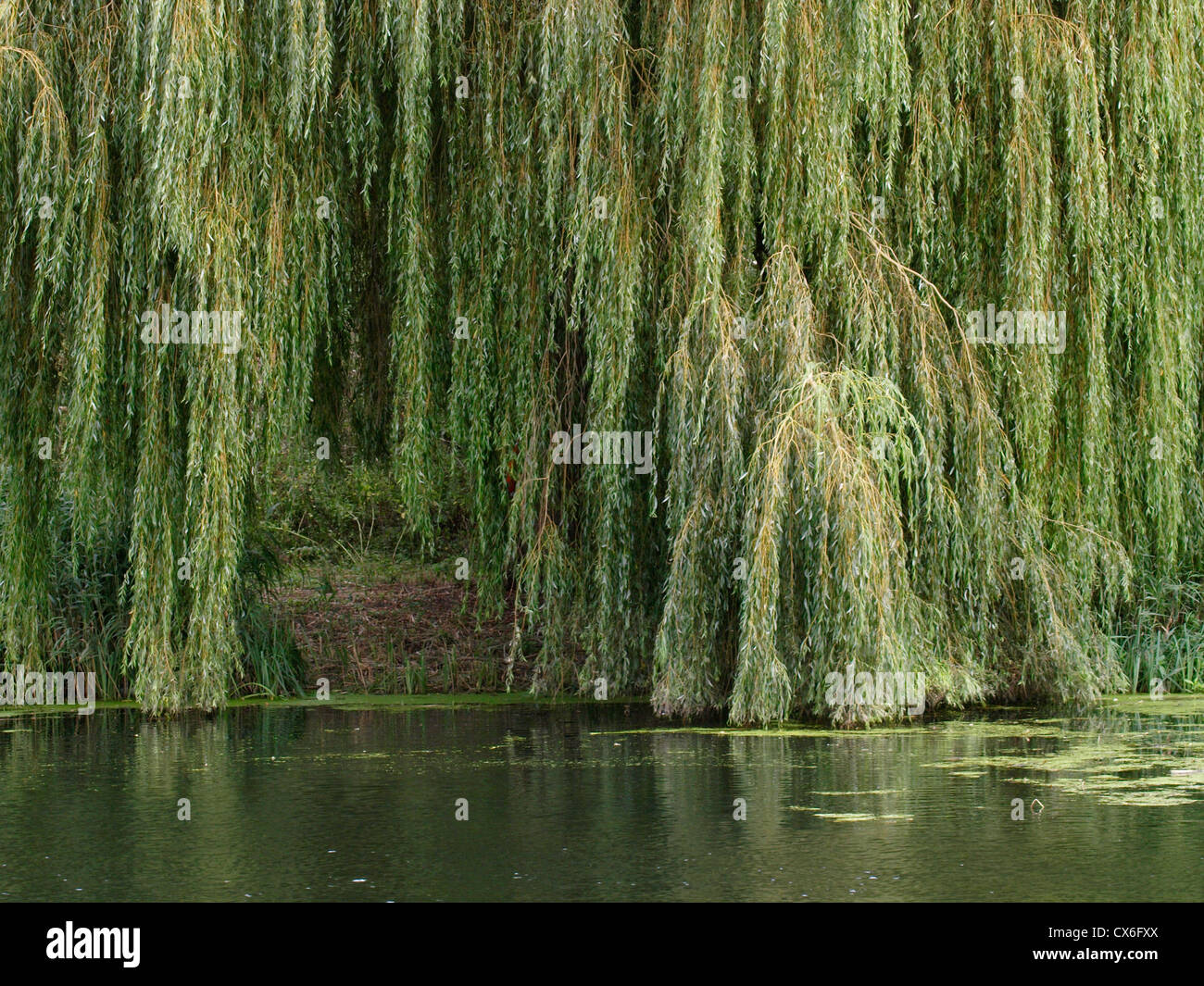 Weeping willow tree hanging over a river, UK Stock Photo - Alamy