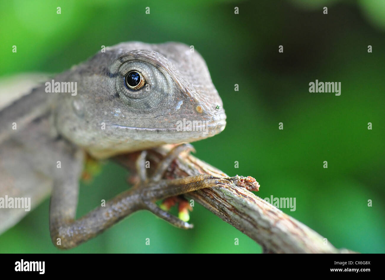 Green monitor lizard hi-res stock photography and images - Alamy