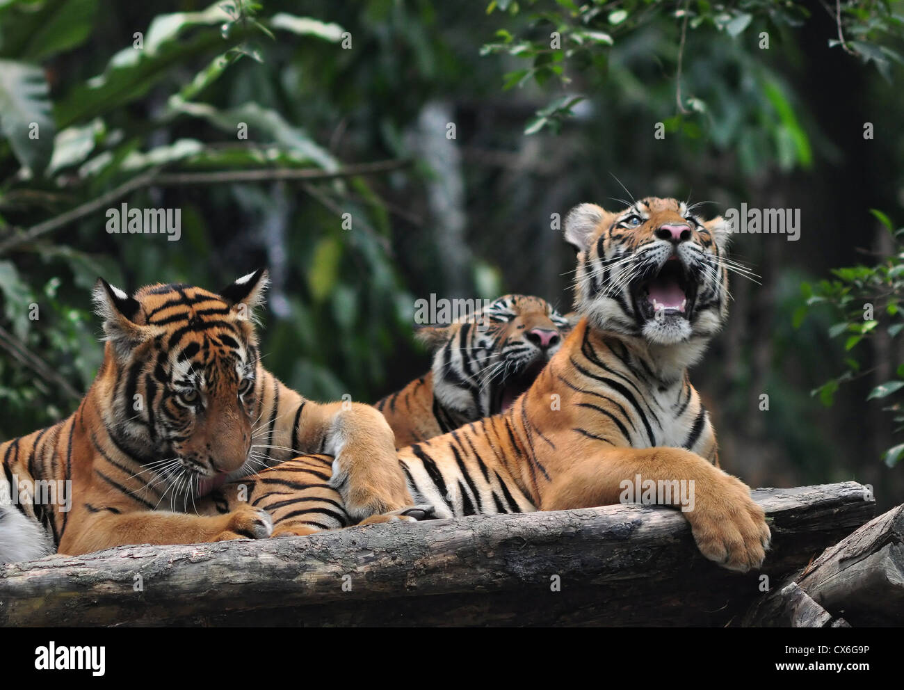 Three Playful Tigers Stock Photo - Alamy