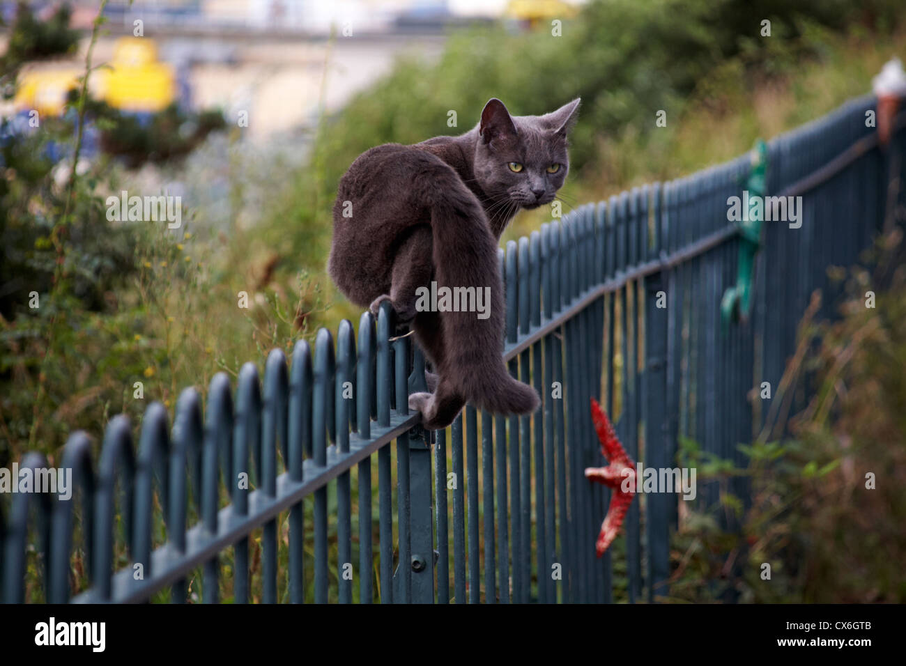Cat stood on railings turning round at Bournemouth Stock Photo - Alamy