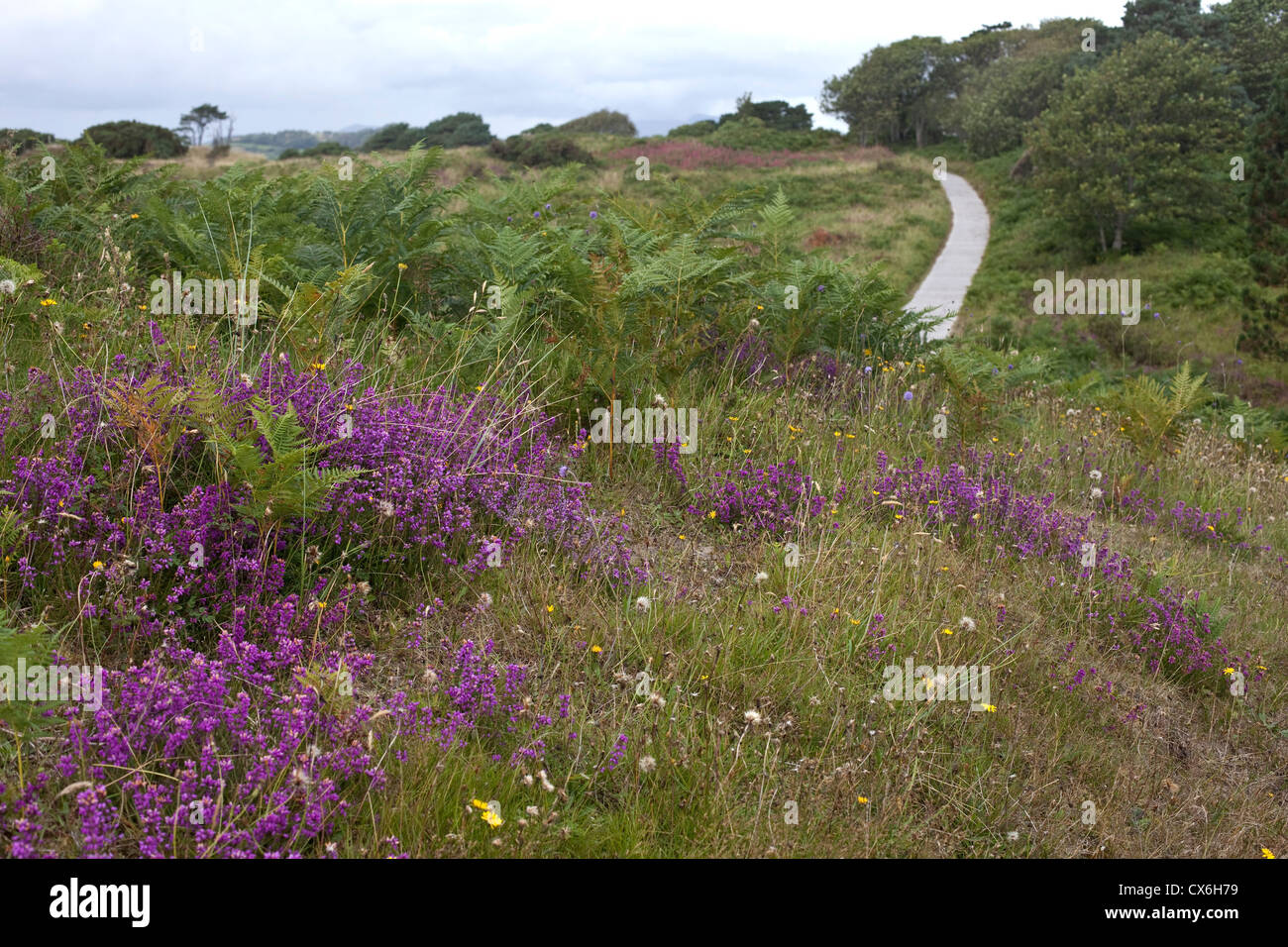 Dundrum Bay, County Down, Northern Ireland Stock Photo - Alamy
