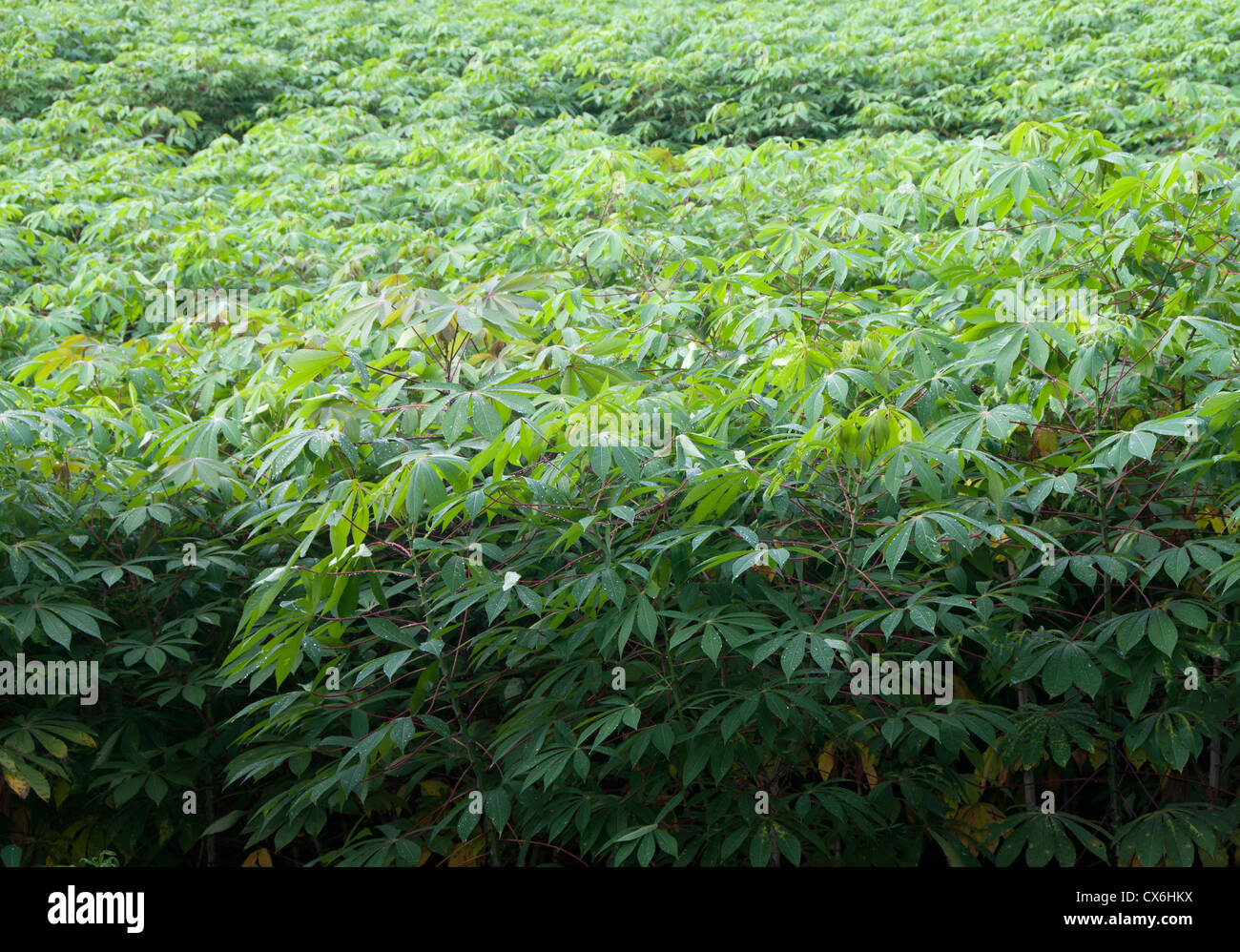 Tapioca Cassava plant - Manihot esculenta Stock Photo - Alamy