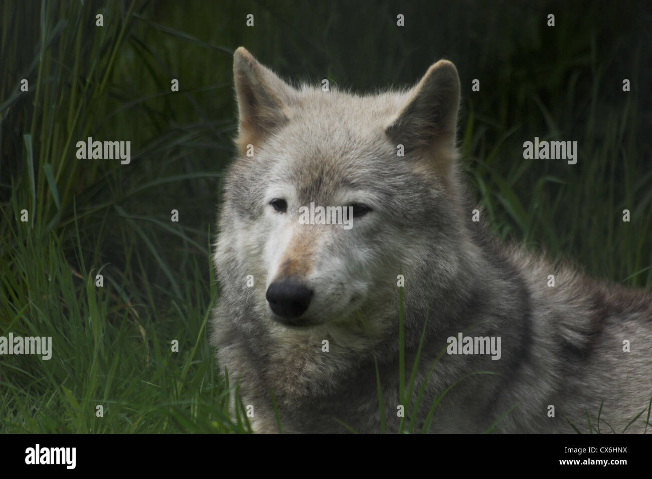 Northwestern wolf hi-res stock photography and images - Alamy