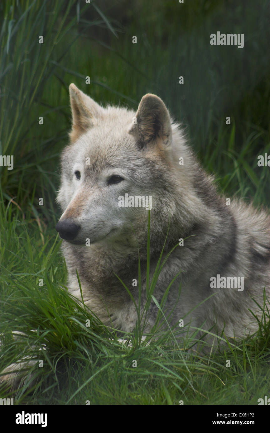 Northwestern wolf hi-res stock photography and images - Alamy