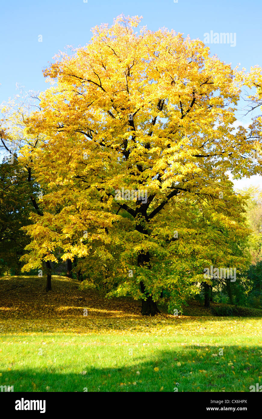 Autumn Morning Light in Park with Yellow Maple Tree Stock Photo - Alamy