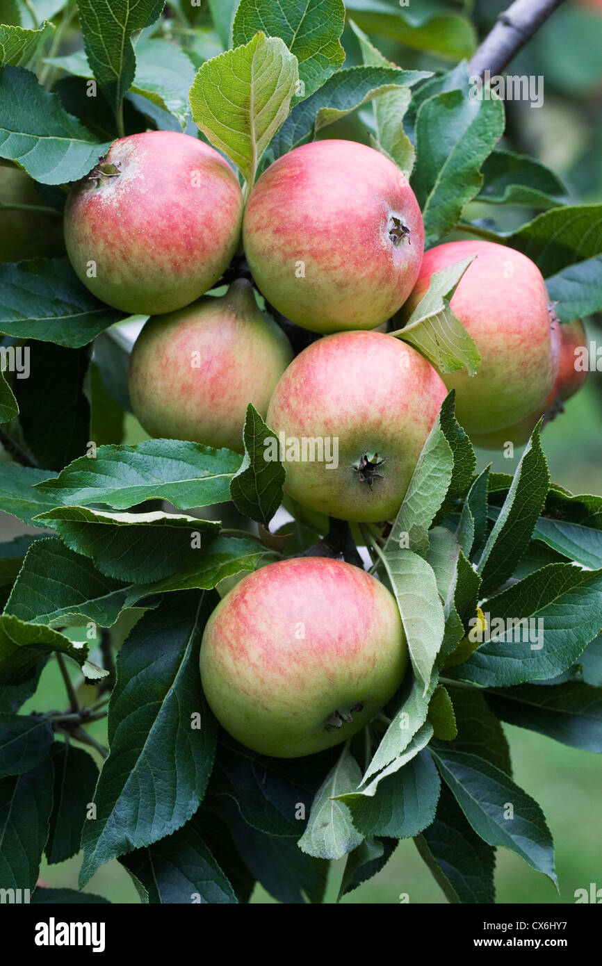 Malus domestica 'Barnack Orange'. Apples growing in an English orchard ...