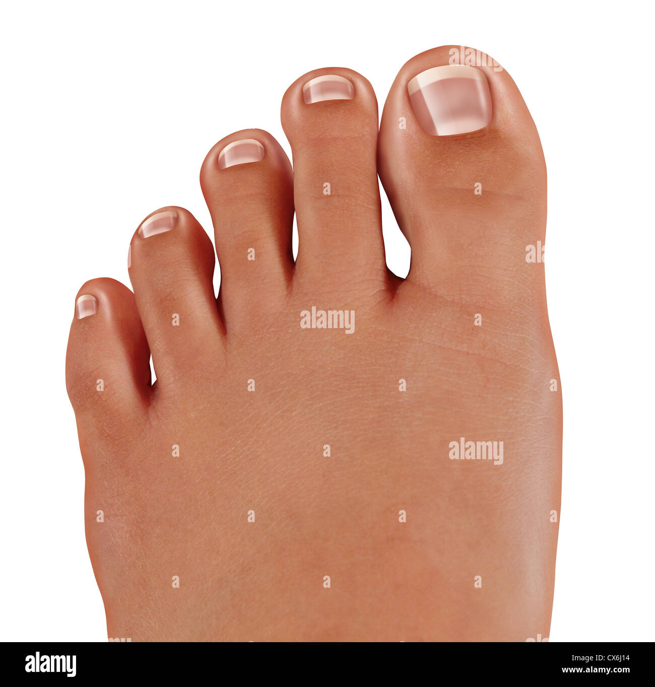 Healthy toes close up with a human foot with clean nails as a symbol of ...