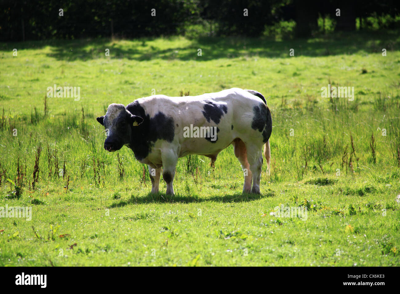 Male cow hi-res stock photography and images - Alamy