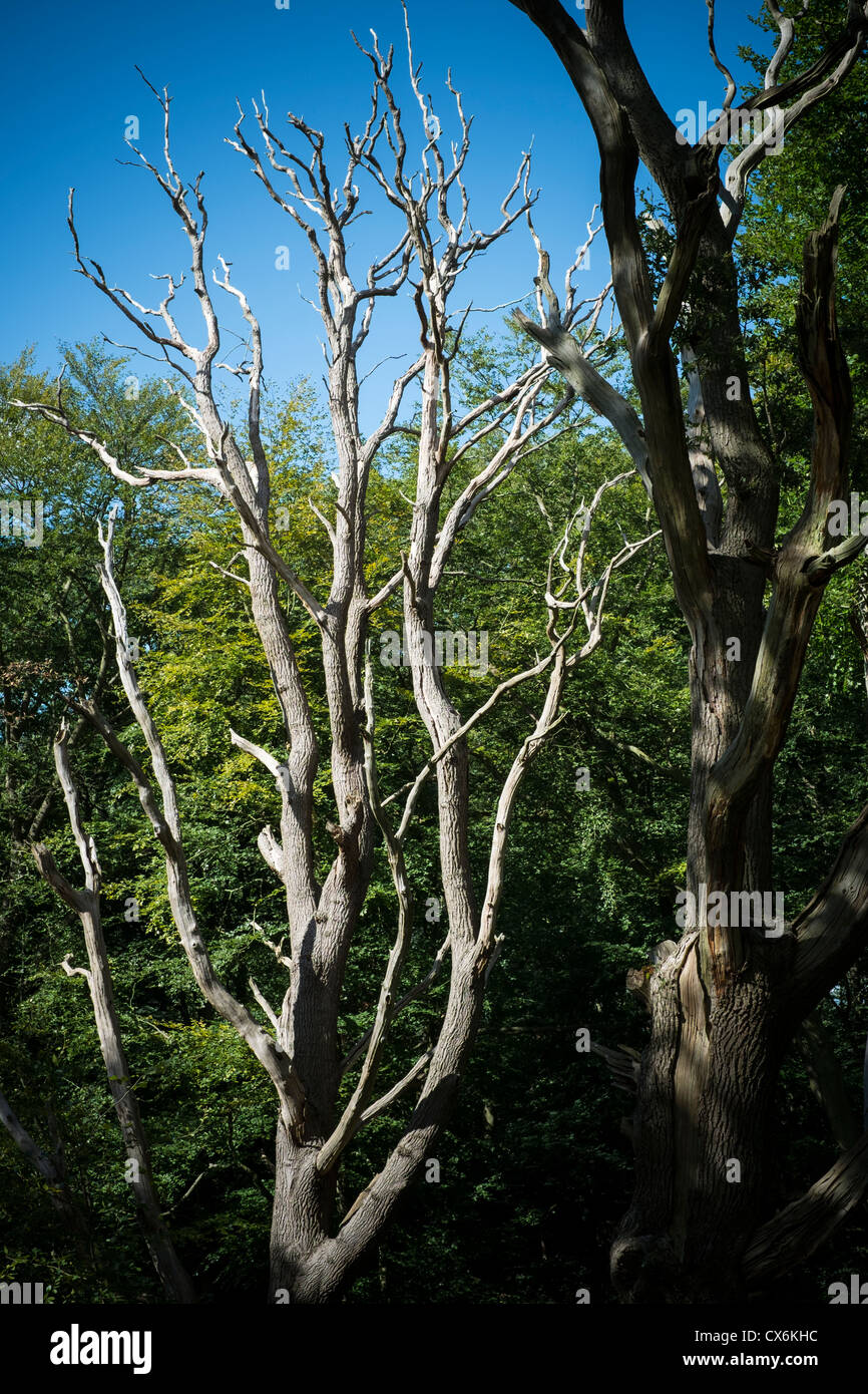 Rotten trees hi-res stock photography and images - Alamy