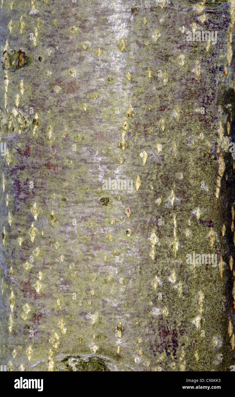 Common Whitebeam Sorbus aria Rosaceae Stock Photo - Alamy